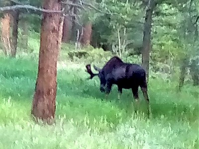 More moose photos from SherwinOnTheWeb.com